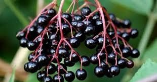 Sanatate pentru prieteni: Fructele de soc -beneficii