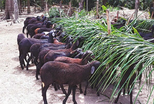 La hoja de Motacú es alimento para ovejas | Ganaderia en Bolivia