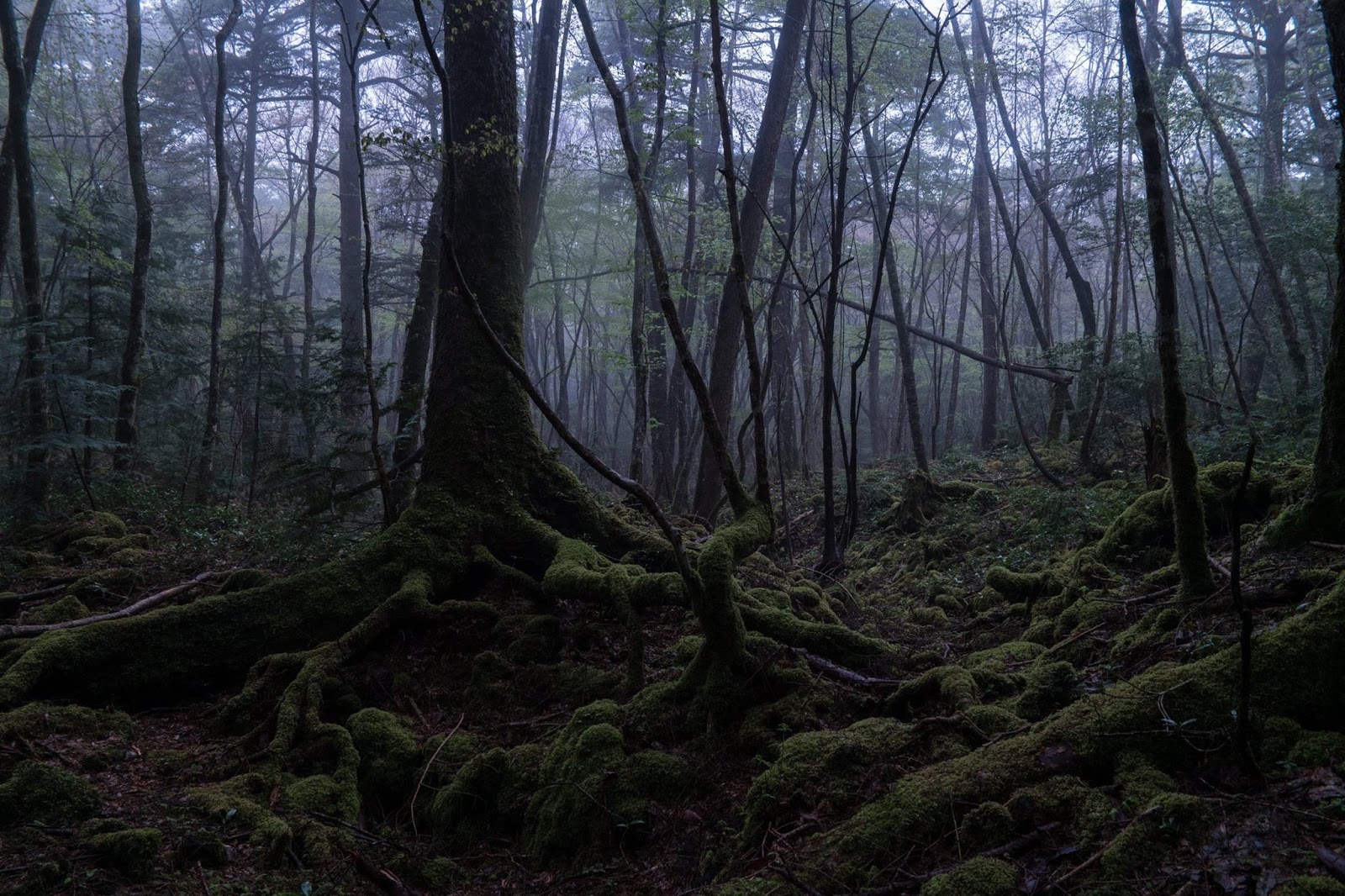 7 Hutan Paling Misterius dan Mengerikan di Dunia - Merinding.com 7 Hutan Paling Misterius dan Mengerikan di Dunia - Merinding.com