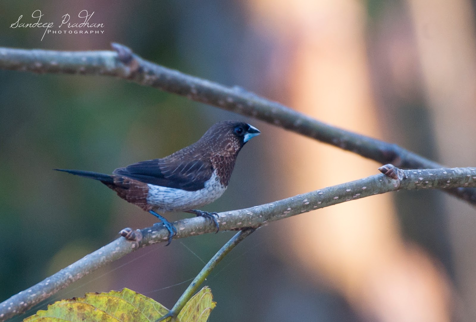 SHARING OPINION: BIRDS OF ARITAR & SIKKIM