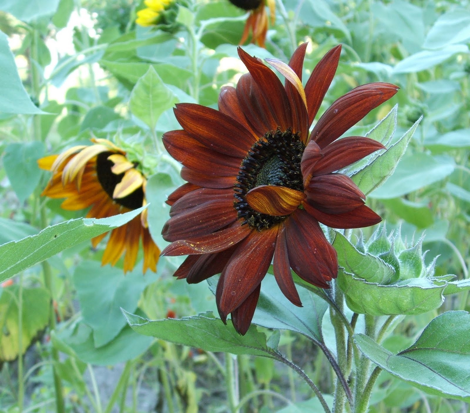 God's Growing Garden: Sunflowers - Autumn Beauty
