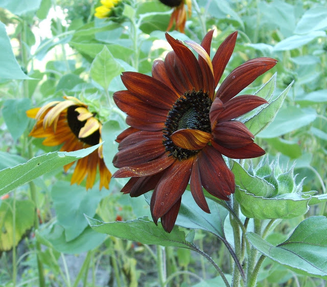 God's Growing Garden: Eight Sunflowers and Counting