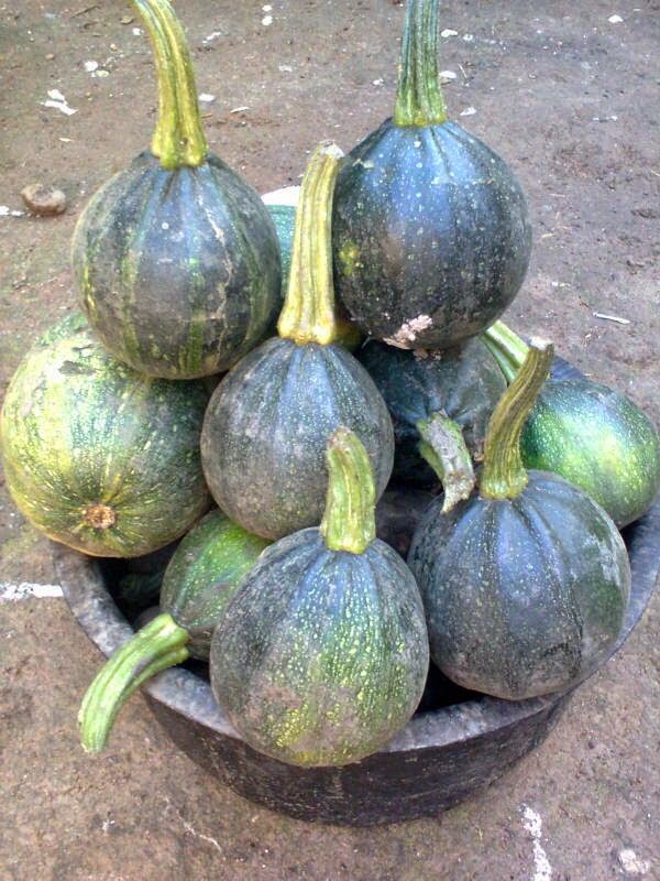 TRACING CHALLENGES AND OPPORTUNITIES : SOLOMON MAHLANGU CAMPUS OF SUA