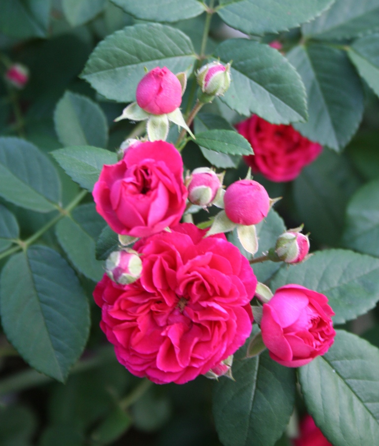 Our Garden Journal: A Celebration of Roses: "Rose Night" at the BBG