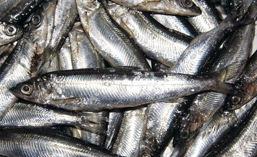 MKelavaara: Muikku - Coregonus albula