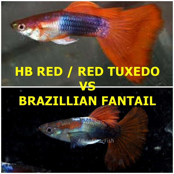 Perbedaan dan Persamaan Guppy HB Red / Red Tuxedo dengan Brazillian ...