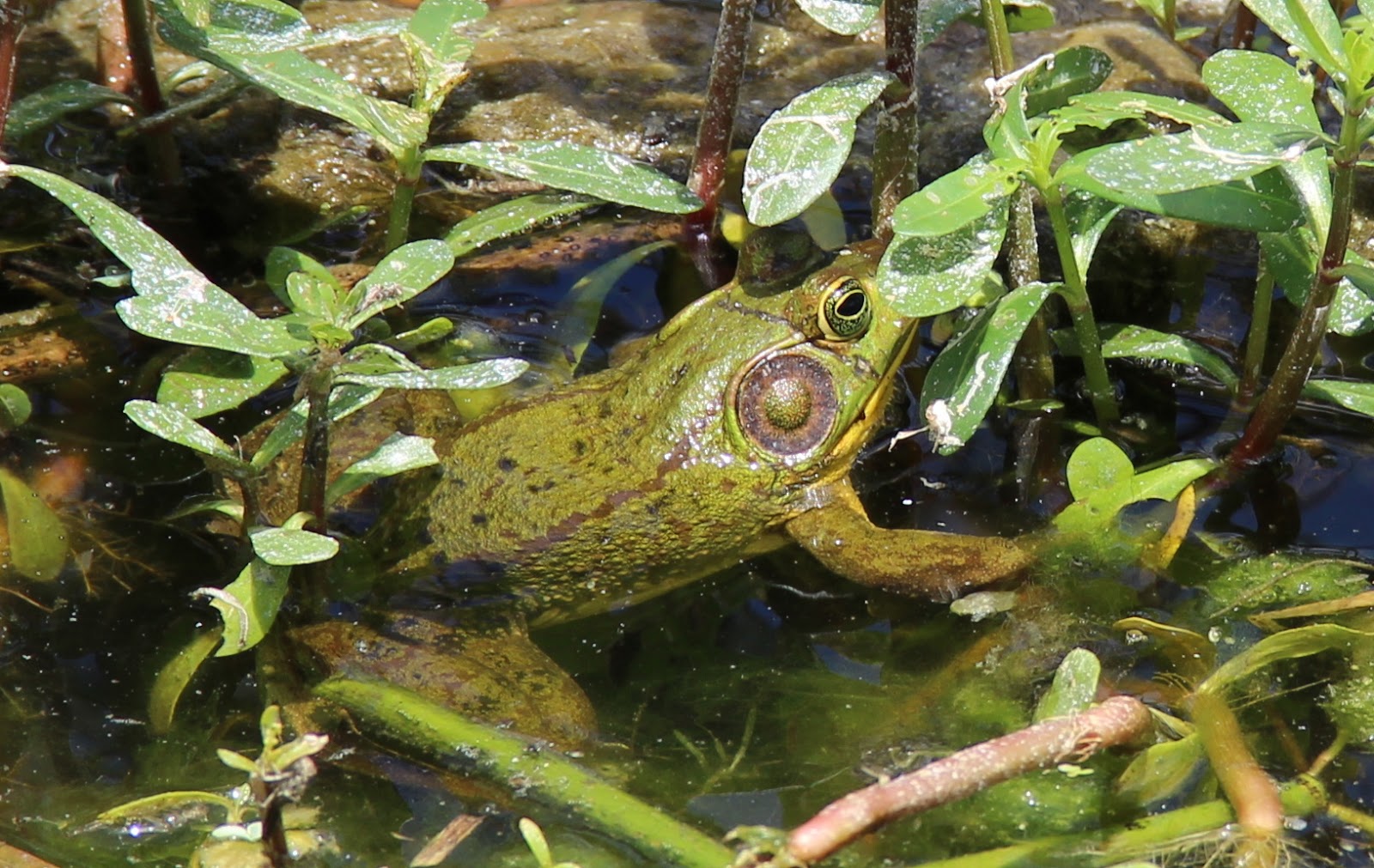 Our Herp Class: 2013