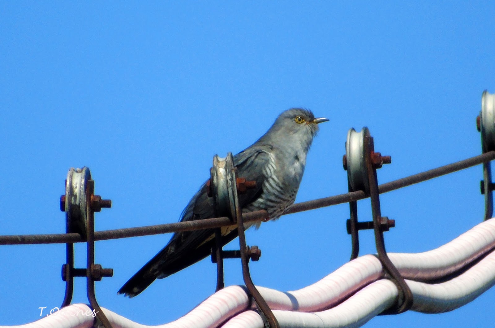 PASARI DIN ROMANIA: CUCUL (2), Cuculus canorus