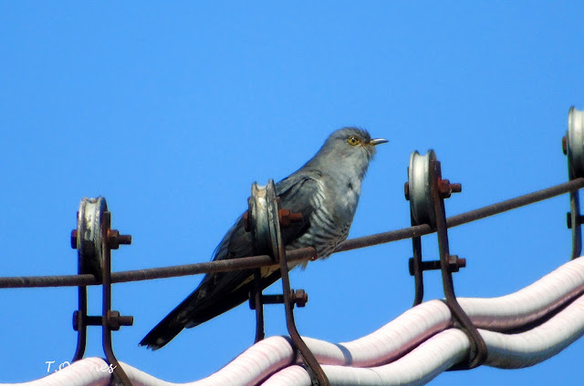 PASARI DIN ROMANIA: CUCUL (2), Cuculus canorus