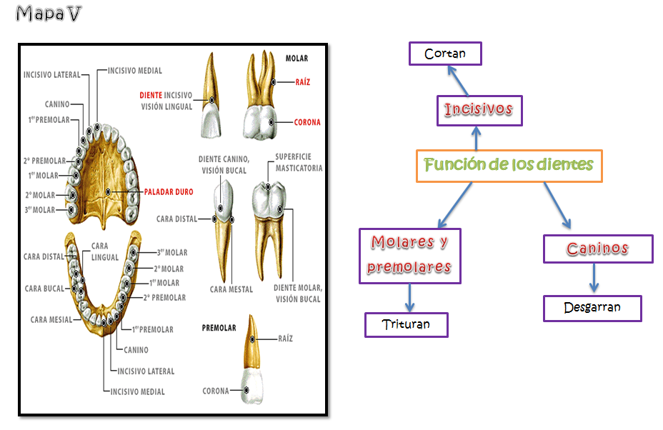 Anatomia Dental: CONTINUACIÓN del Mapa del aparato masticatorio