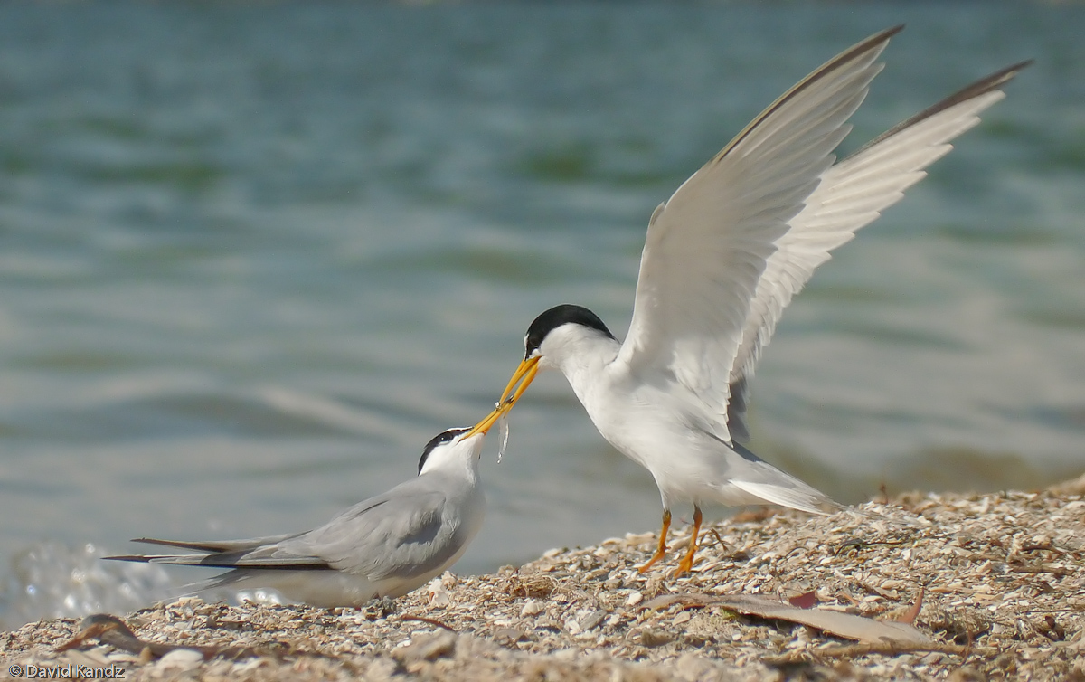 Bird In Everything: Bird Feeding Fish