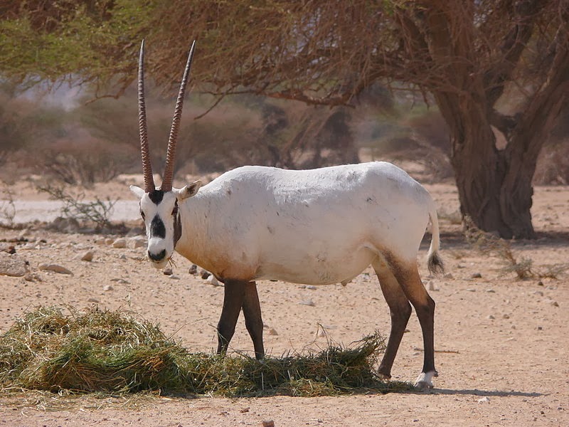 zooanimal: l'oryx arabe