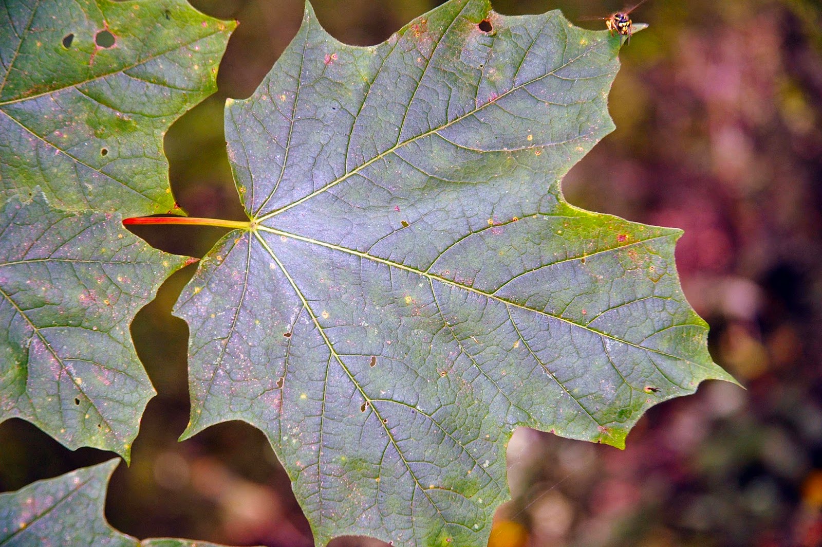 Field Biology in Southeastern Ohio: Maples of Ohio