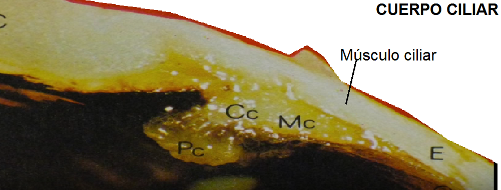 ÉRIKA MODA: CUERPO CILIAR
