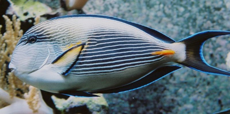Fish Index: Sohal Tang (Acanthurus sohal)