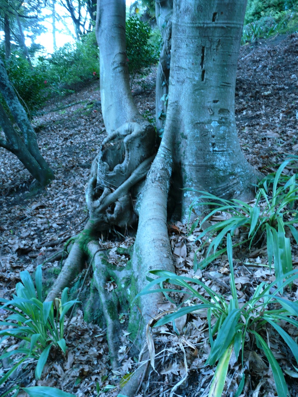 Ficus Root System : I have sanitary clippers, and rooting hormone ...