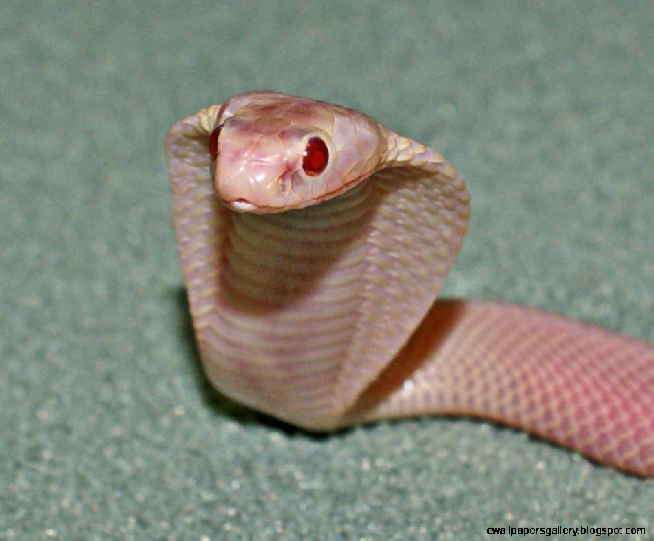 Baby Cobra Snakes | Wallpapers Gallery