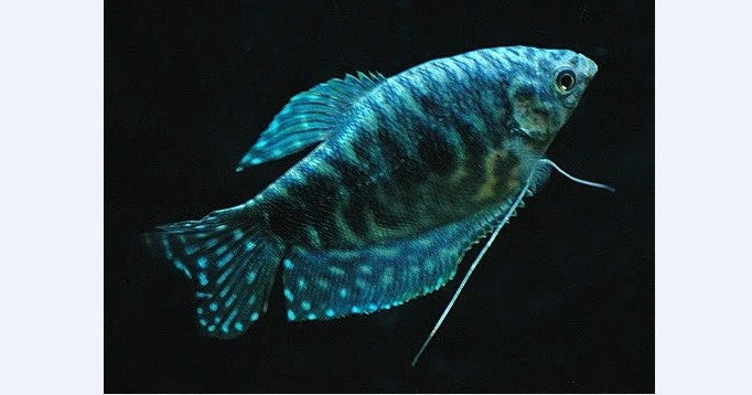 Ikan Sepat Biru Hias? Ini Dia Cara Budidaya dan Merawatnya
