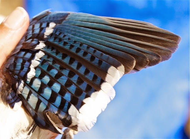 Bird Banding: Learning From Birds In-hand: Color Banding Painted Buntings