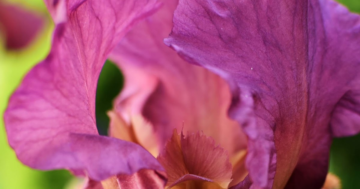 Shoreline Area News: Photo: Iris, most beautiful of flower...