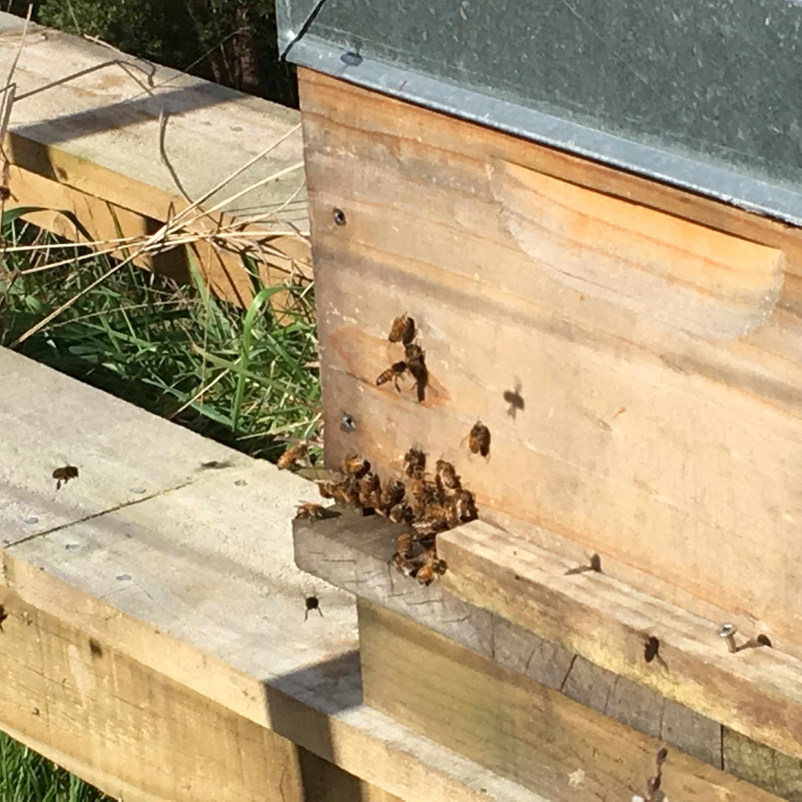 Beekeepers Blog: Sticky bee droppings on washing