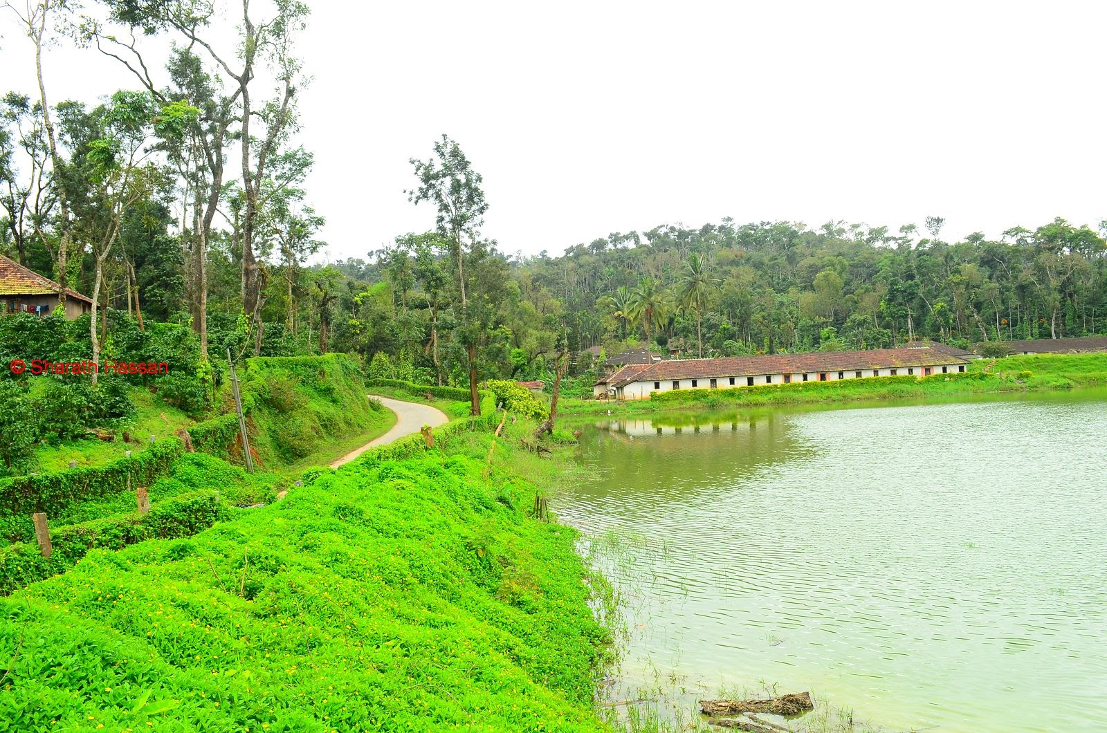 Sharath Hassan A Travelling Photographer: Angadi Nature