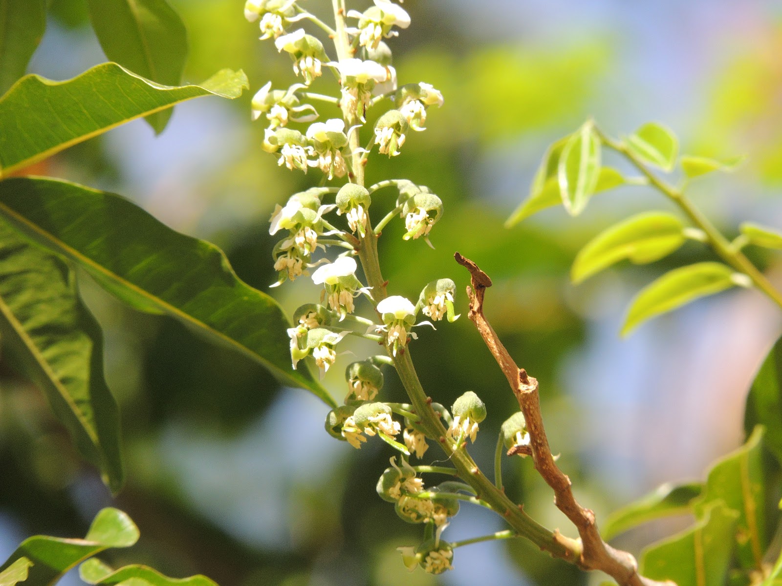 Fabaceae - Leguminosae no Brasil: Fabaceae - Myroxylon peruiferum L. f.
