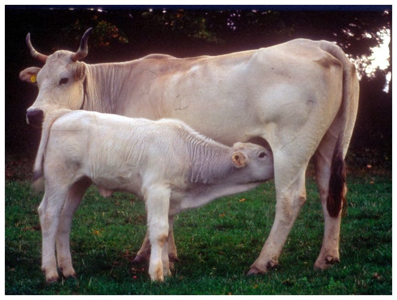 Generalidades de la Ganadería Bovina.: Chianina