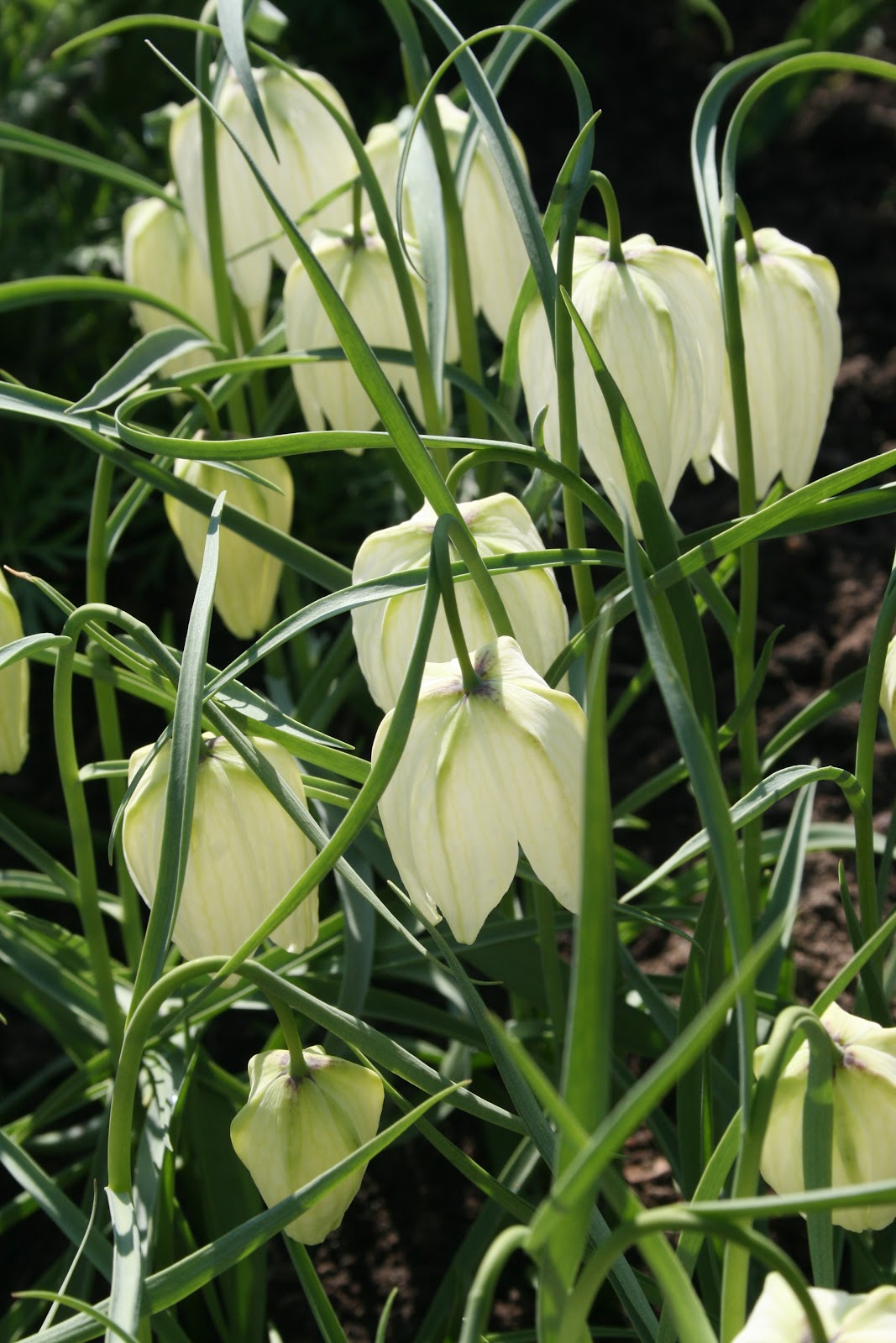 Fritillaria Archives - Garden Stories