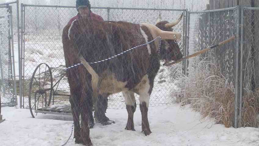 storybrookeripples: ox and dog blog: To Make a Single Ox Yoke, Part 12