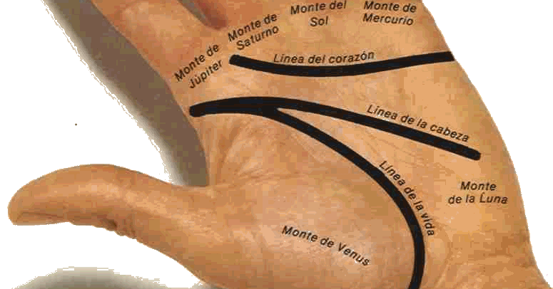 ¿POR QUÉ SE GENERAN LAS LINEAS DE LA MANO? - El futuro en tus manos ¿POR QUÉ SE GENERAN LAS LINEAS DE LA MANO? - El futuro en tus manos