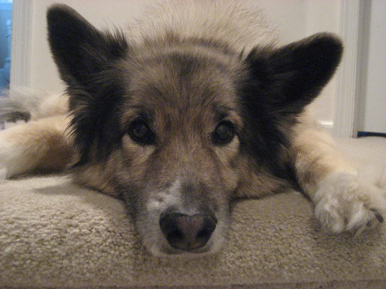 Pasha (1994 - 2009) - Life with Dogs and Cats : Life with Dogs and Cats