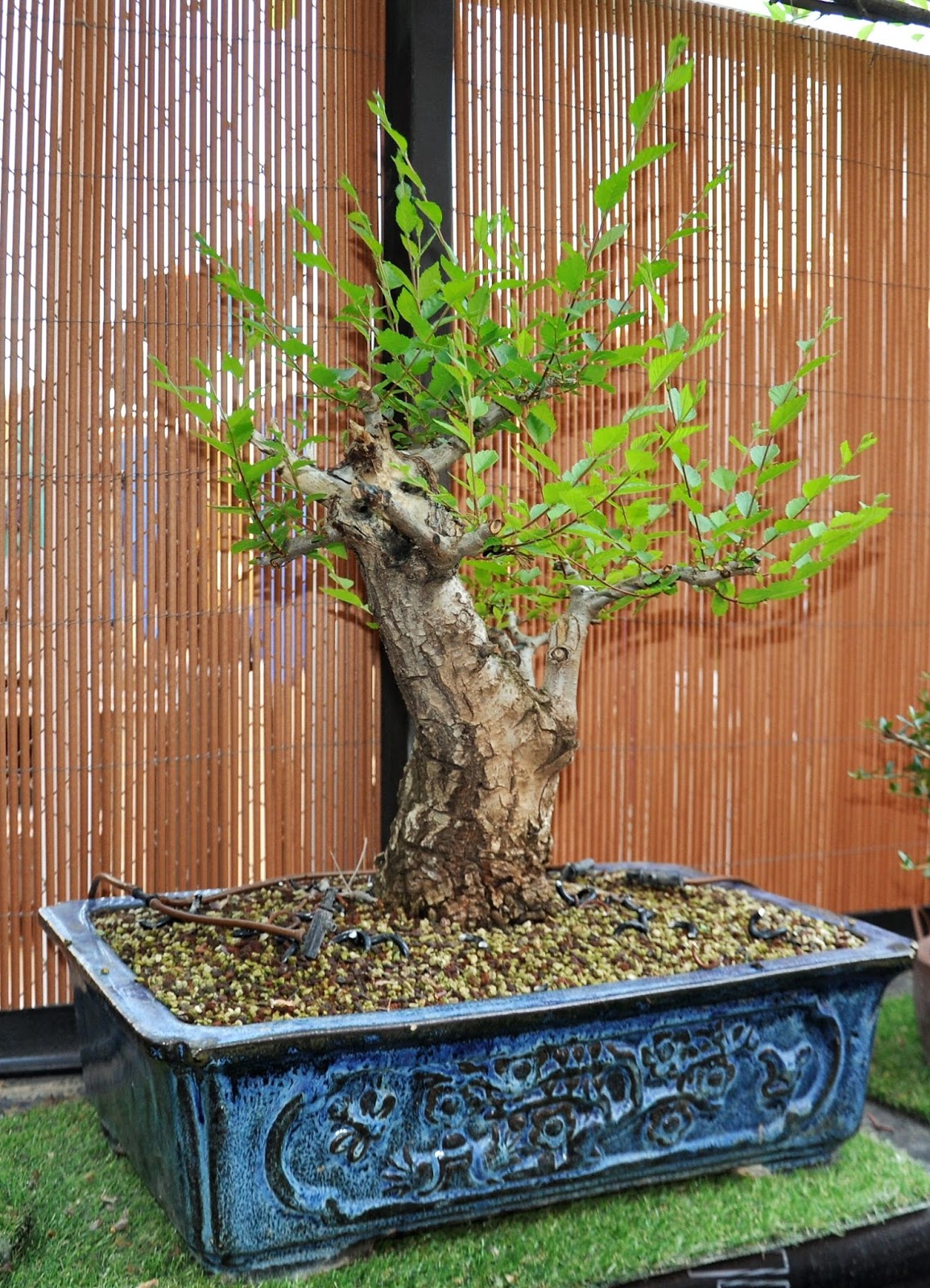 EXPRÉSION BONSÁI .....: Olmo Comun : un duro invierno