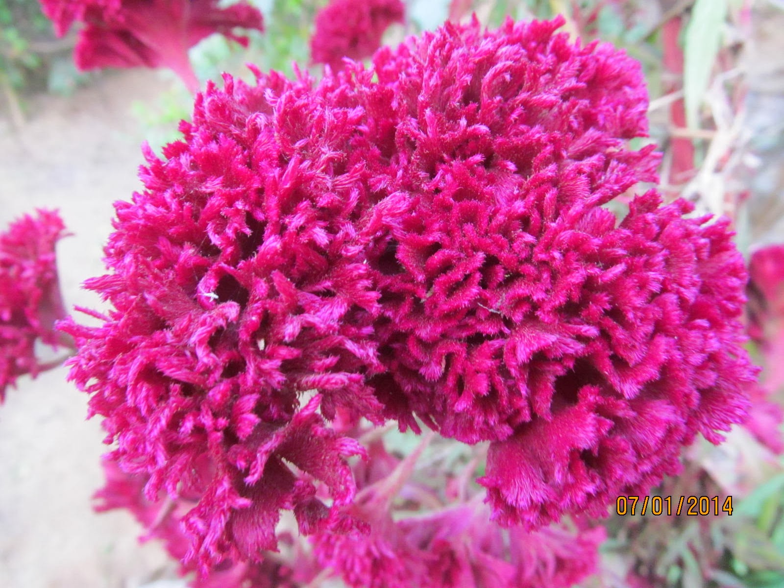 NATURAL & UNIQUE PHOTOGRAPHY: SPIDER ON THE PLUM PLANT FLOWER OR MURGA ...