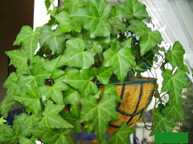 Plantas y flores: Hedera helix