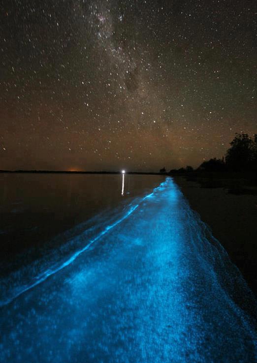 Noctiluca Scintillans Algae - digital media arts