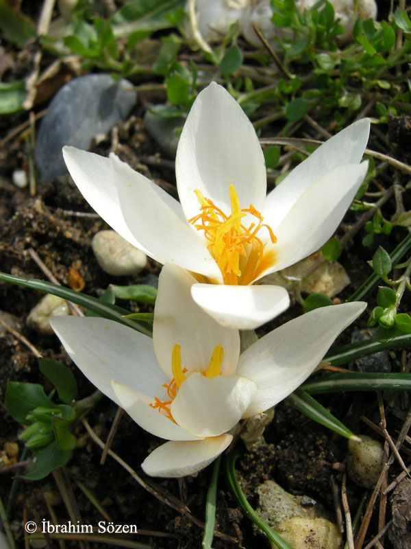 The Country Of Crocuses: Crocus candidus