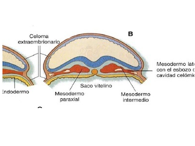 EMBRIOLOGIA: CAPITULO V