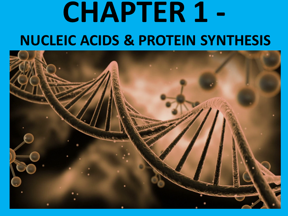 Grade 12: SEMESTER 2 - Chapter 1 - NUCLEIC ACIDS & PROTEIN SYNTHESIS