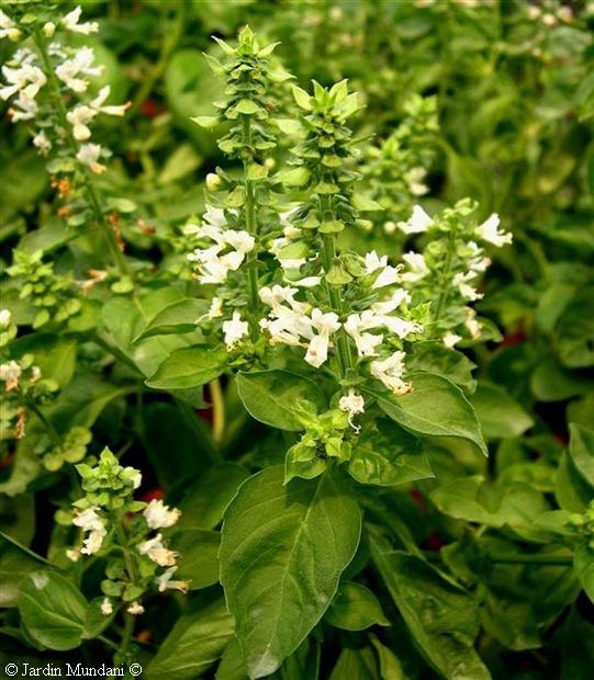 RaicesTabasco: Albahaca