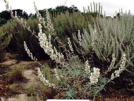Sacred White Sage of California