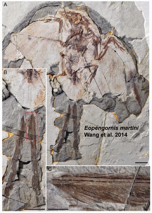 Theropoda: Eopengornis e la risoluzione di Enantiornithes