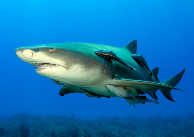 ¿Y tu qué eres, tiburón o pez rémora?