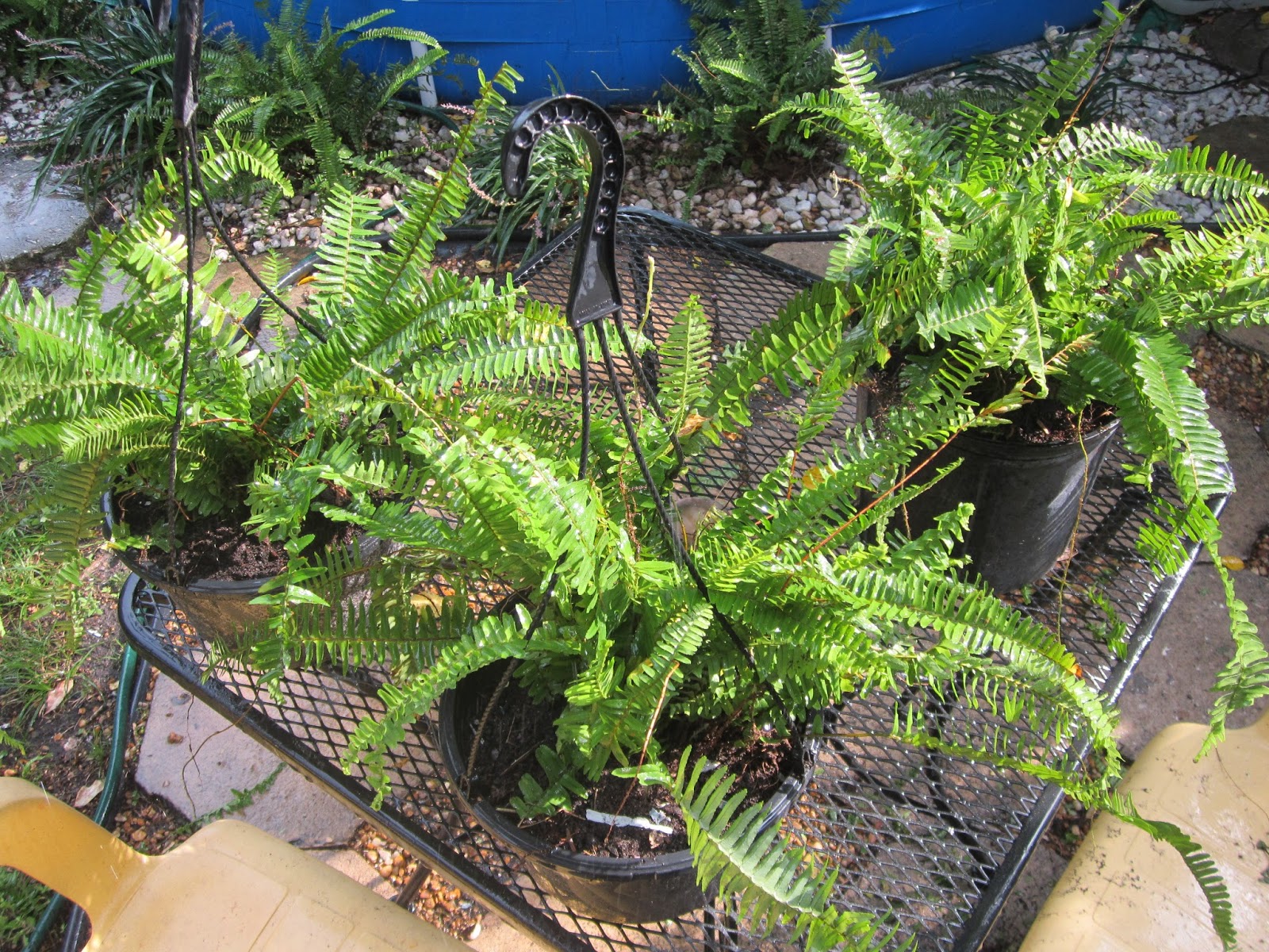 Little Old House: Backyardigans