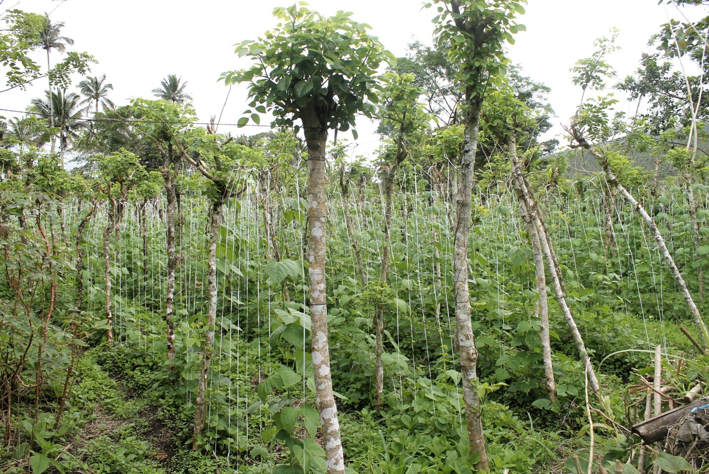 kakawate - philippin news collections