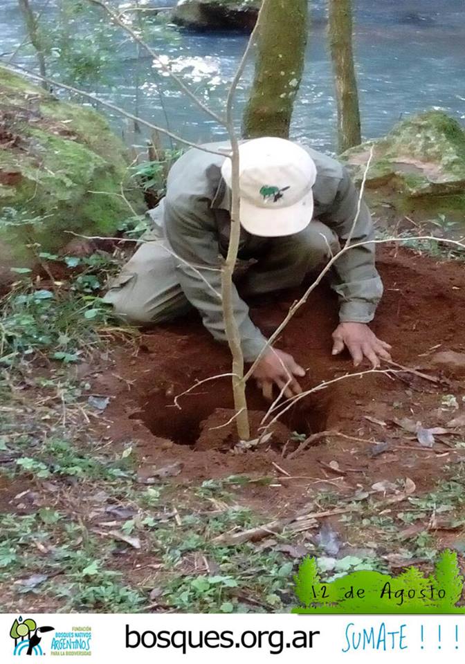 ASOCIACION ECOLOGISTA RIO MOCORETA: PLANTANDO ARBOLES