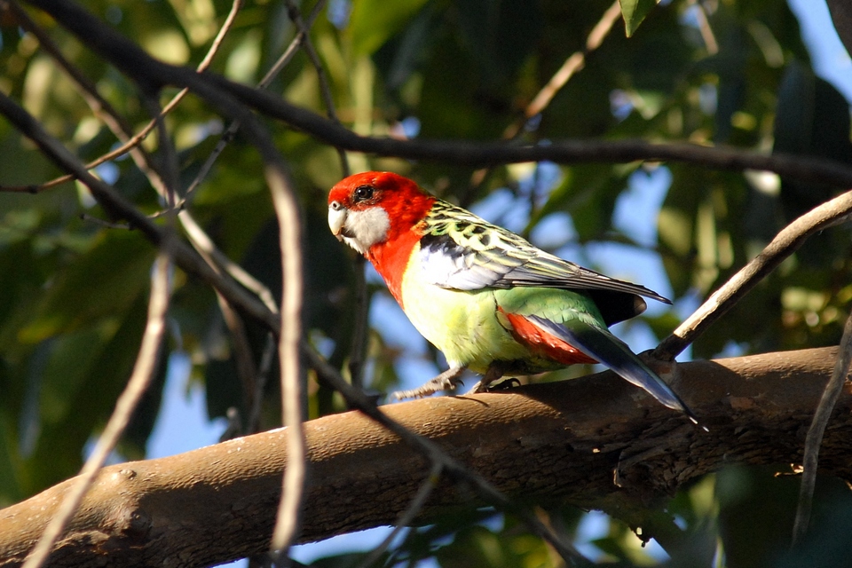 Kay Parkin Birding: Laratinga Wetlands