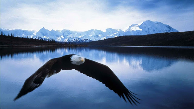 Koleksi Wallpaper Elang