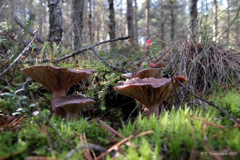 ISEMINA: kõik selle sügise riisikad ... ühel pildil