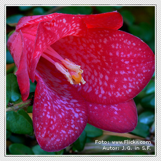 RUTA ANDINA: Copihue